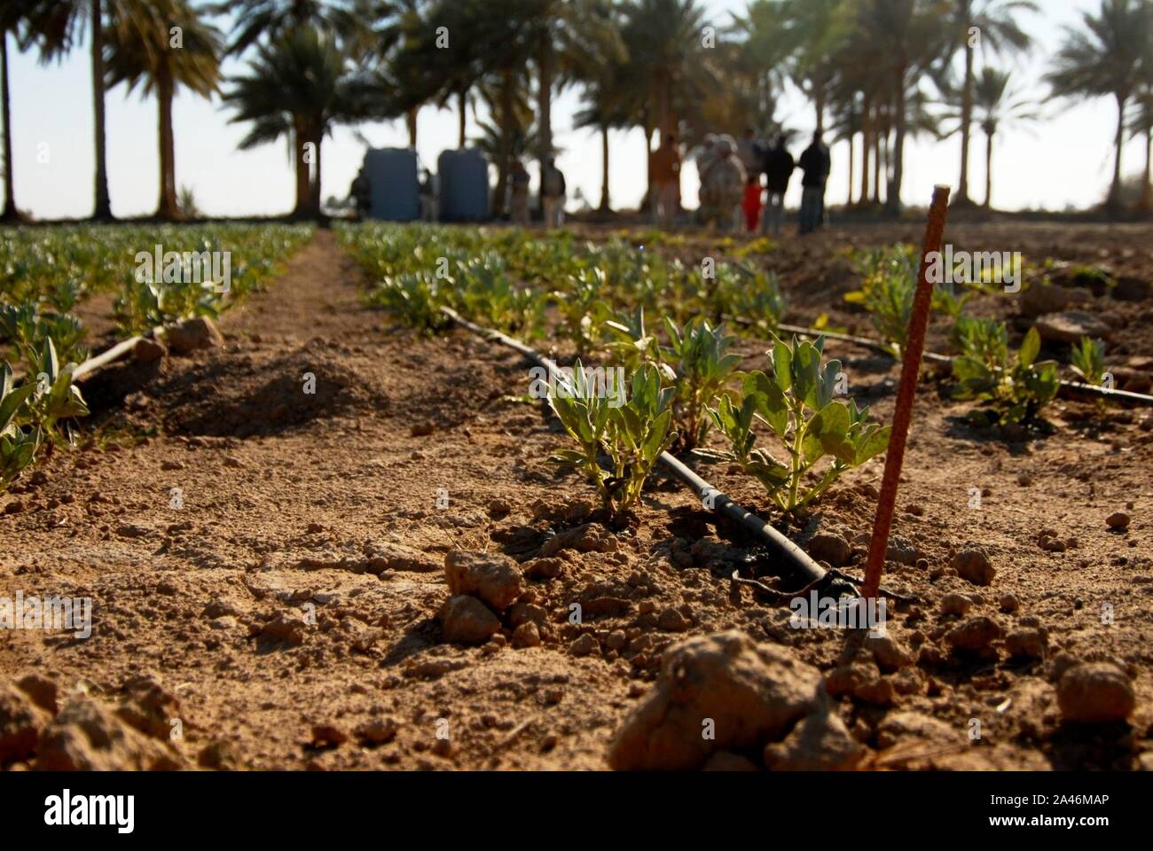 Field irrigation in Iraq Stock Photo - Alamy