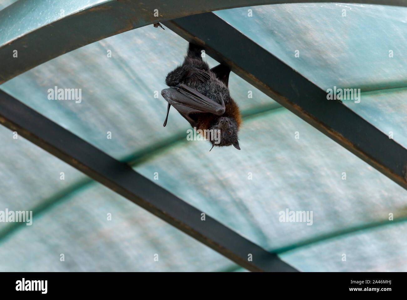 Little red flying foxes hi-res stock photography and images - Alamy