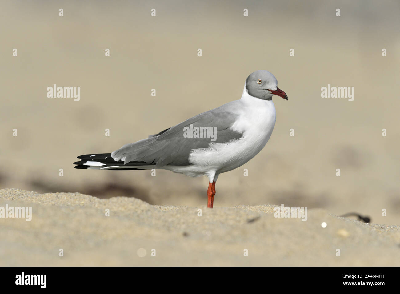 Grey headed gull hi-res stock photography and images - Alamy