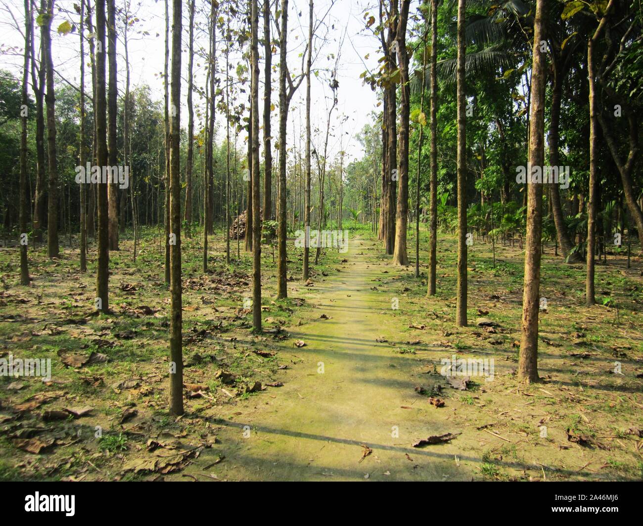 Beautiful village soil road with lots of trees Stock Photo - Alamy