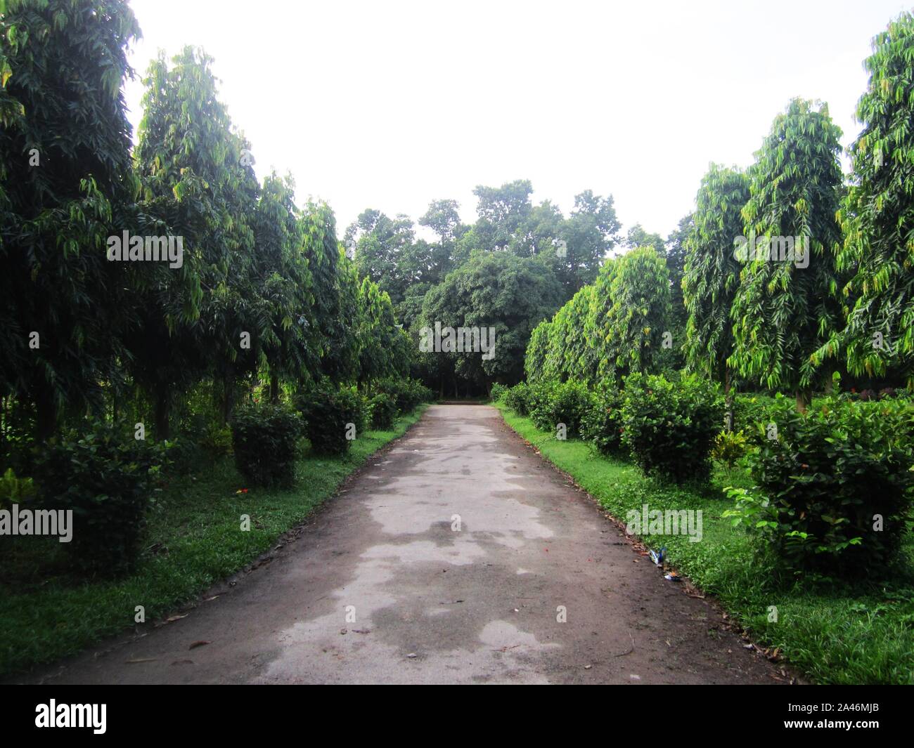 Road in the beautiful garden. Beautiful road with trees Stock Photo - Alamy
