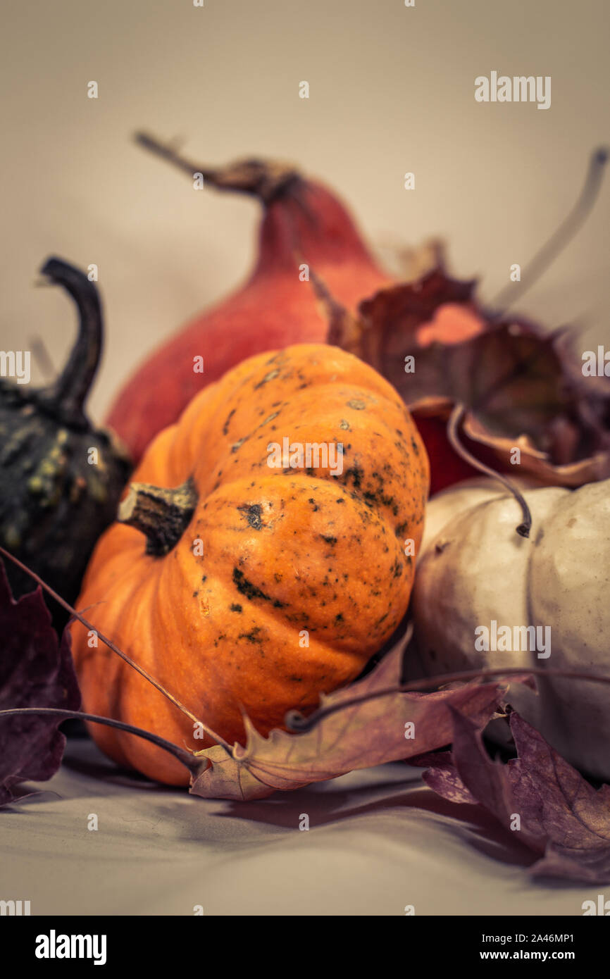 An arrangement of small colorful pumpkins in front of a white ...