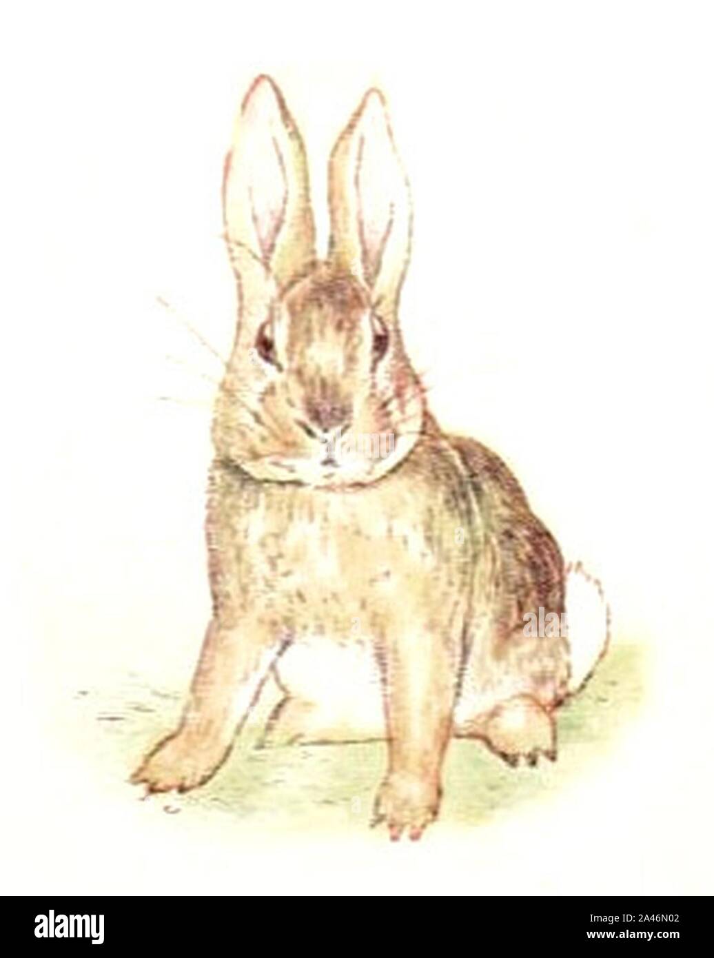 Bad rabbit hi-res stock photography and images - Alamy