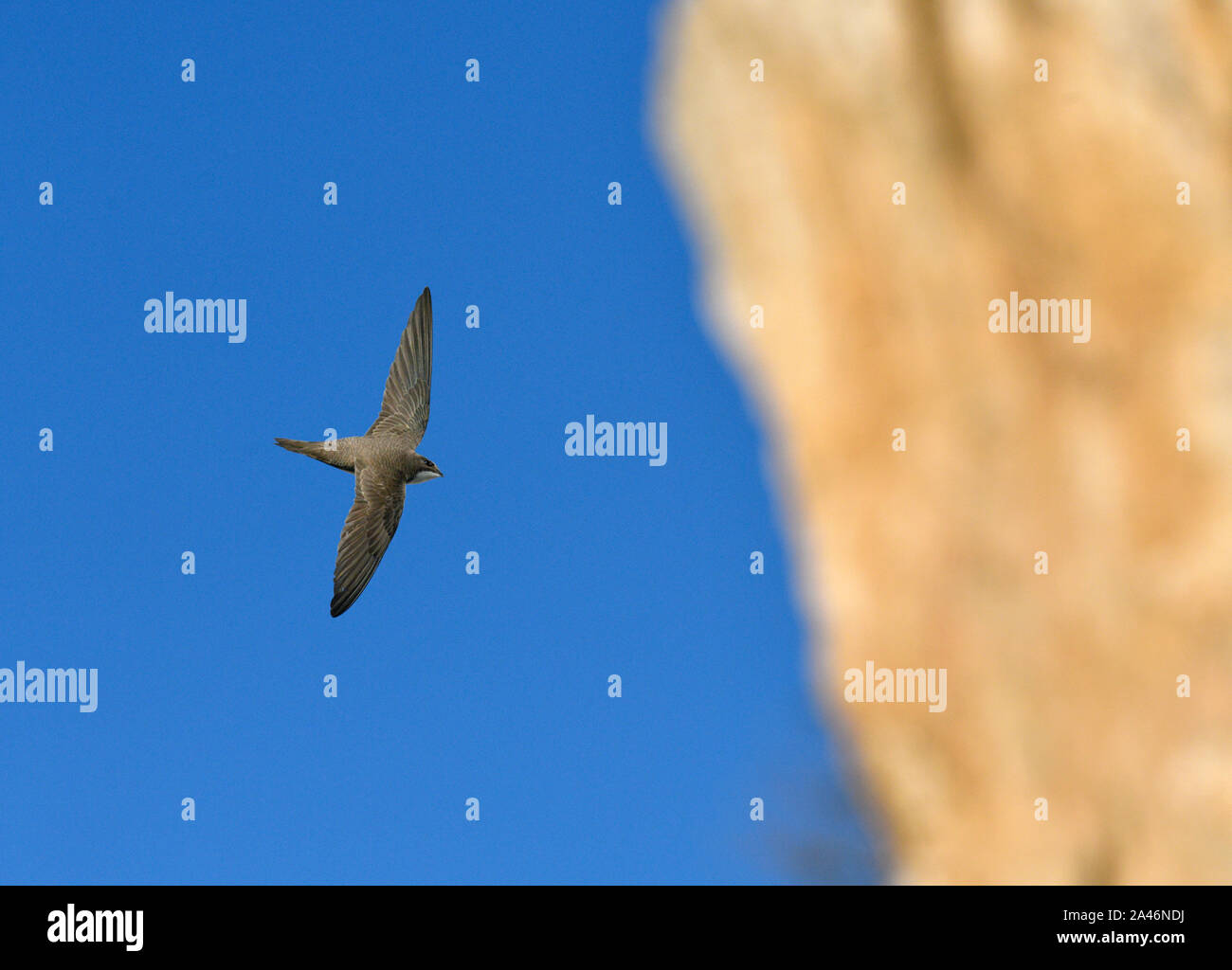 Alpine Swift - Apus melba Stock Photo - Alamy