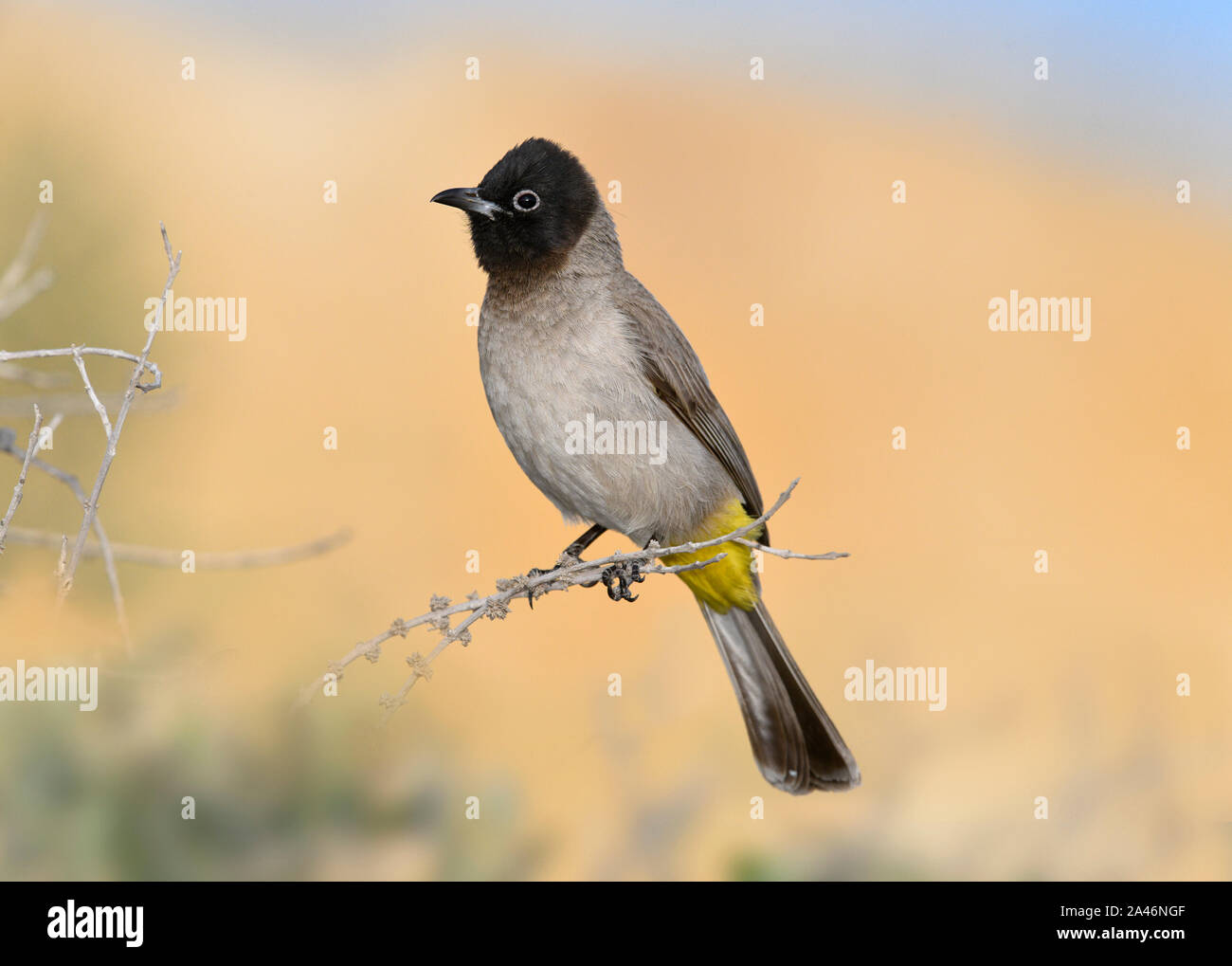 White-spectacled Bulbul - Pycnonotus xanthopygos Stock Photo - Alamy