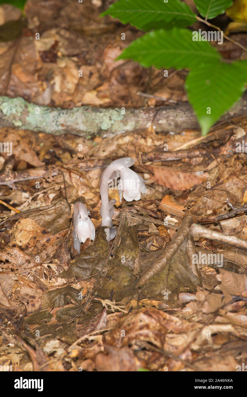 Monotropa Uniflora High Resolution Stock Photography and Images - Alamy