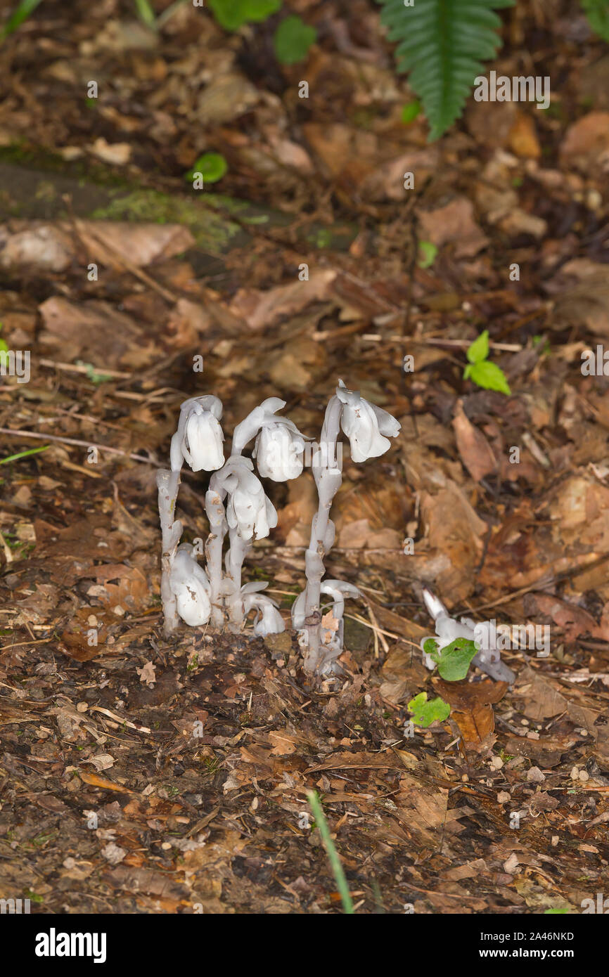Monotropa Uniflora High Resolution Stock Photography and Images - Alamy