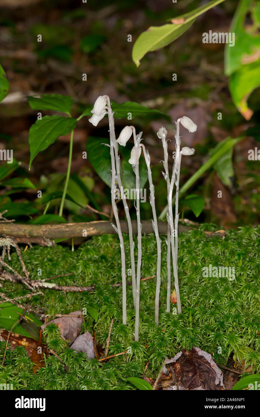 Monotropa Uniflora High Resolution Stock Photography and Images - Alamy