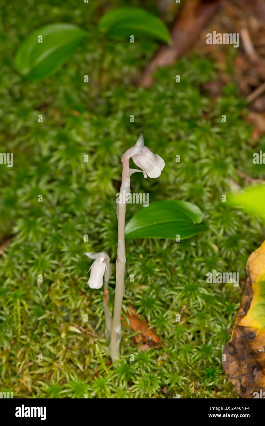 Monotropa Uniflora High Resolution Stock Photography and Images - Alamy