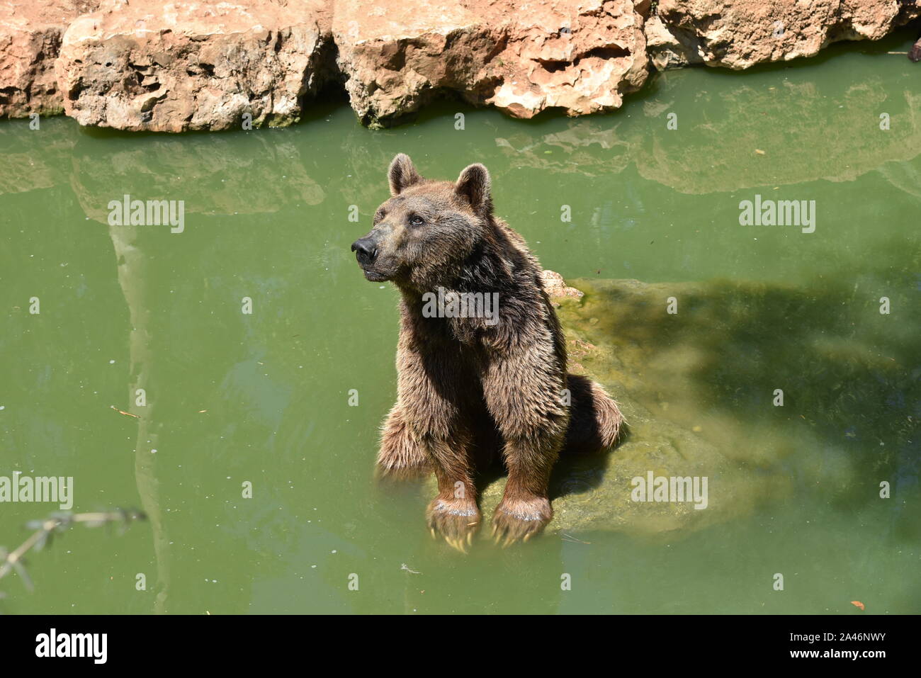 Front view of brown bear Brown bear Stock Photo - Alamy
