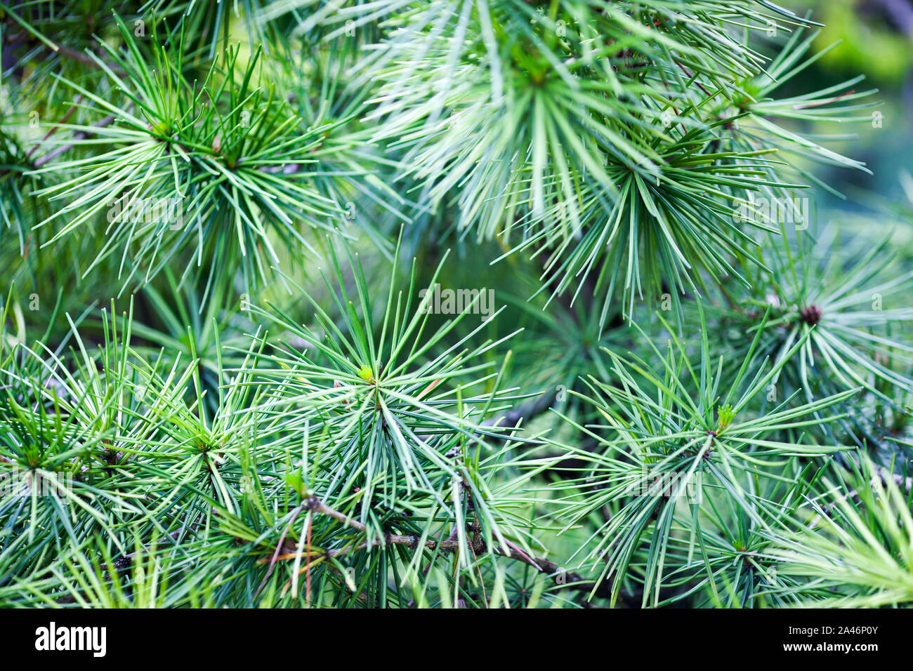 A close-up image of Japanese umbrella pine tree (Sciadopitys ...
