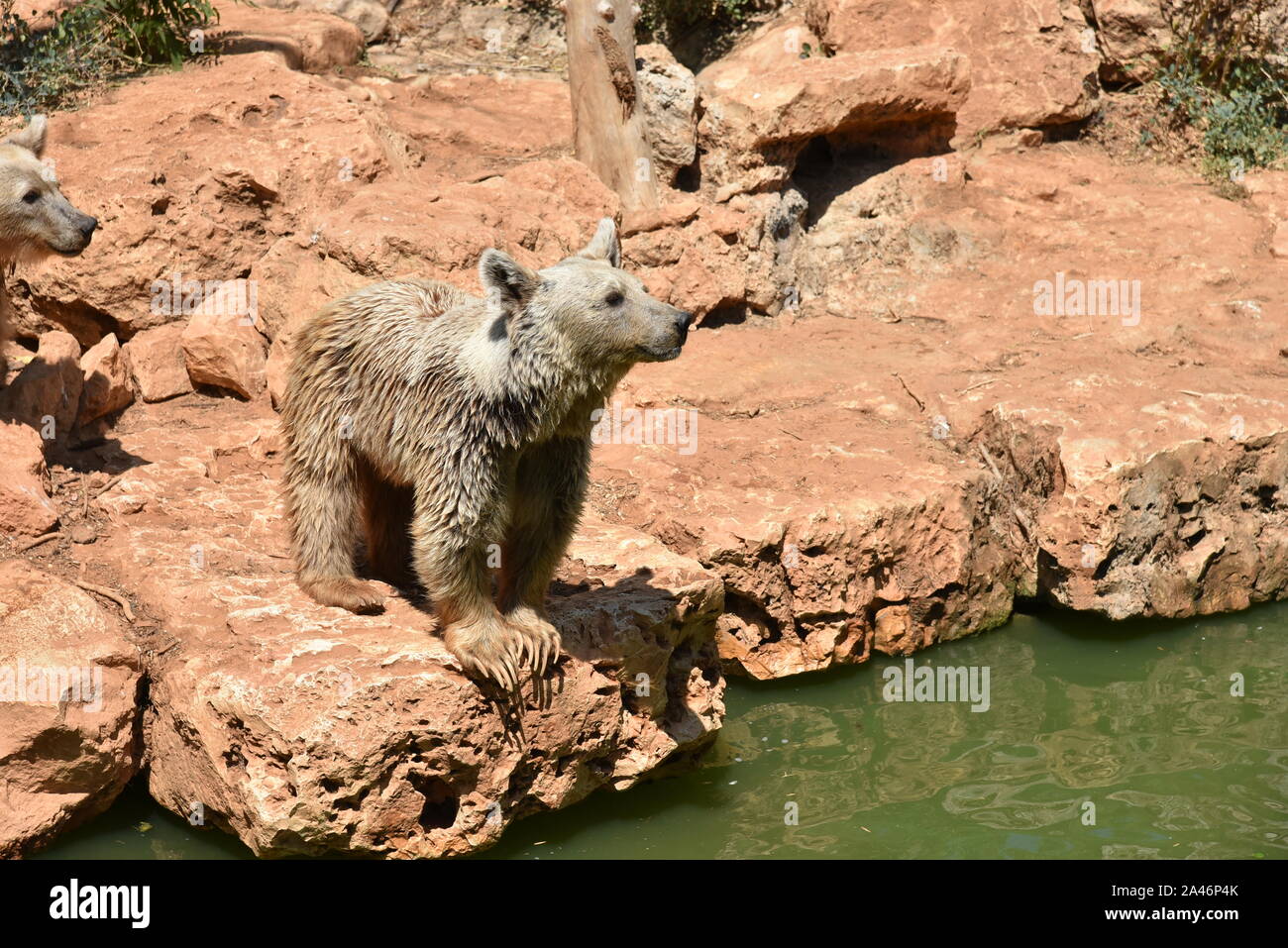 Gray Bear is standing in full growth in the water Stock Photo - Alamy