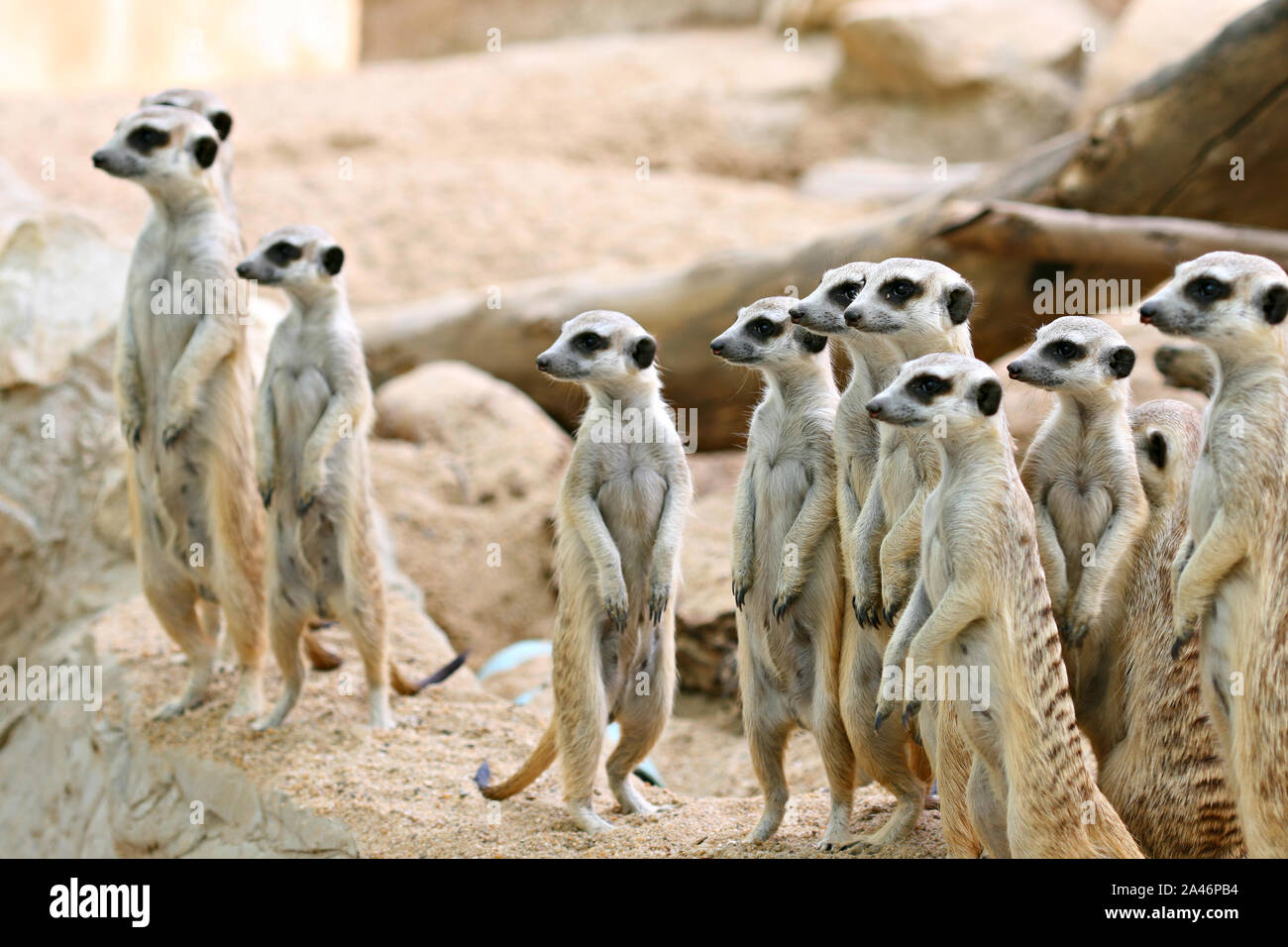 Portrait of a meerkat mob hi-res stock photography and images - Alamy