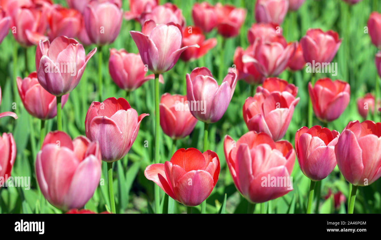 Red Tulip at Spring Stock Photo - Alamy