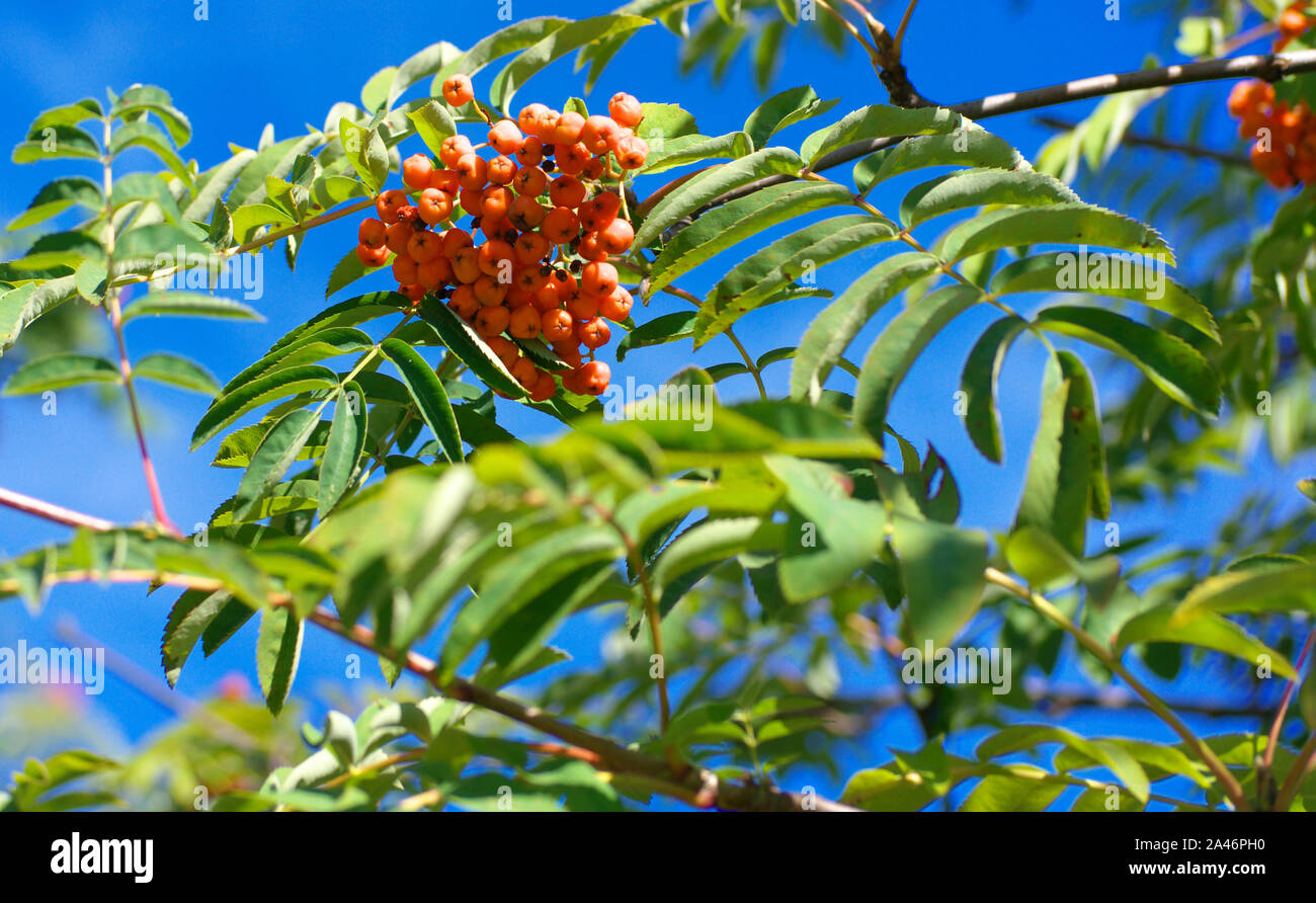 ashberry at dry sunny summer day Stock Photo - Alamy