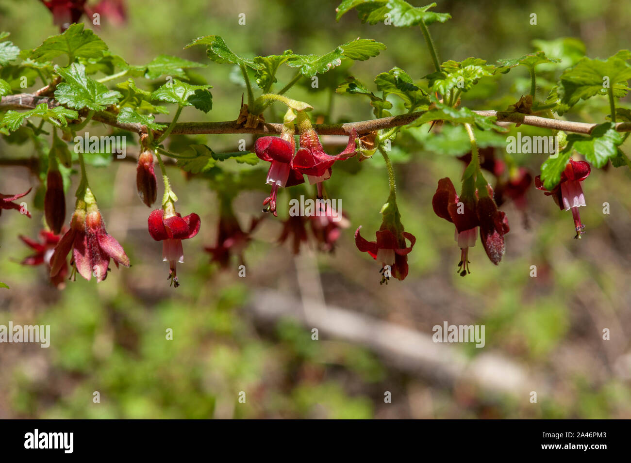 Fuschia flowered gooseberry hi-res stock photography and images - Alamy