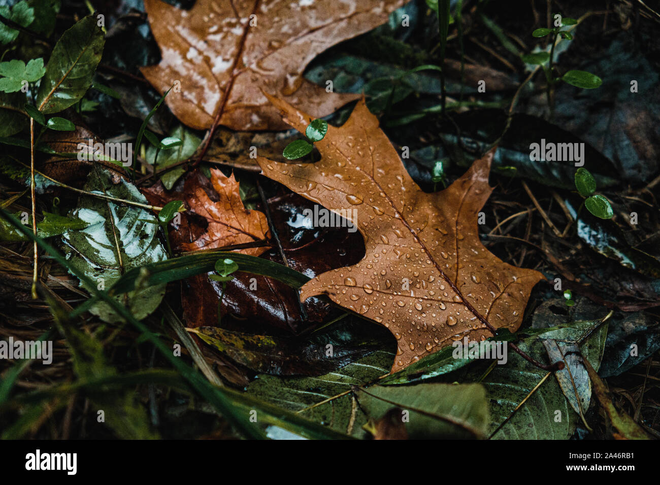 wet leaves in autumn Stock Photo - Alamy