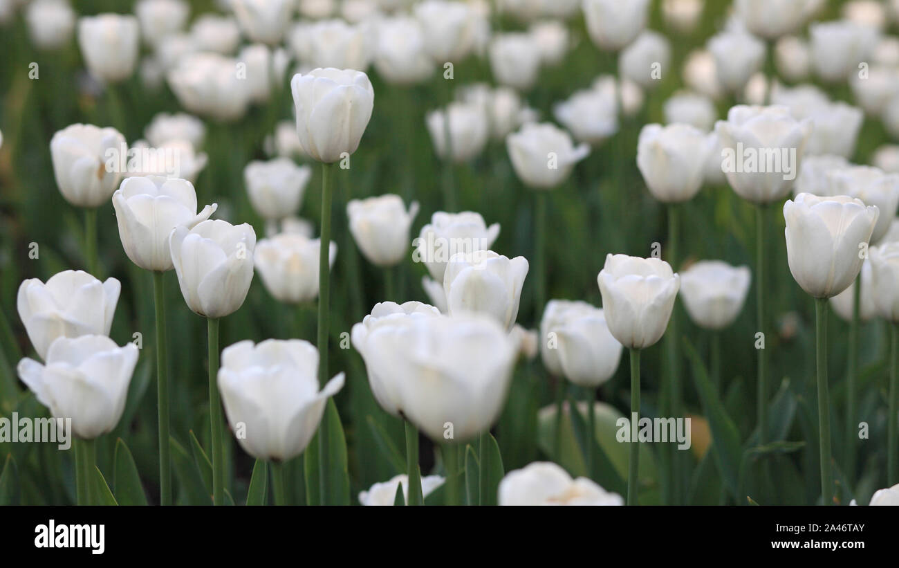 white tulip at spring Stock Photo - Alamy