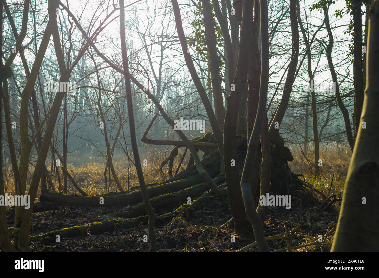 Bald branches in the forest hi-res stock photography and images - Alamy