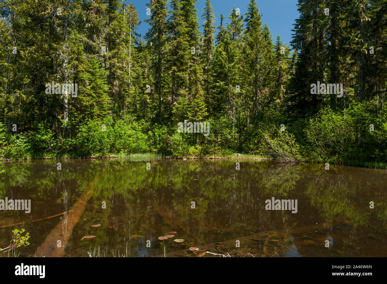 Pond by a hiking trail hi-res stock photography and images - Alamy