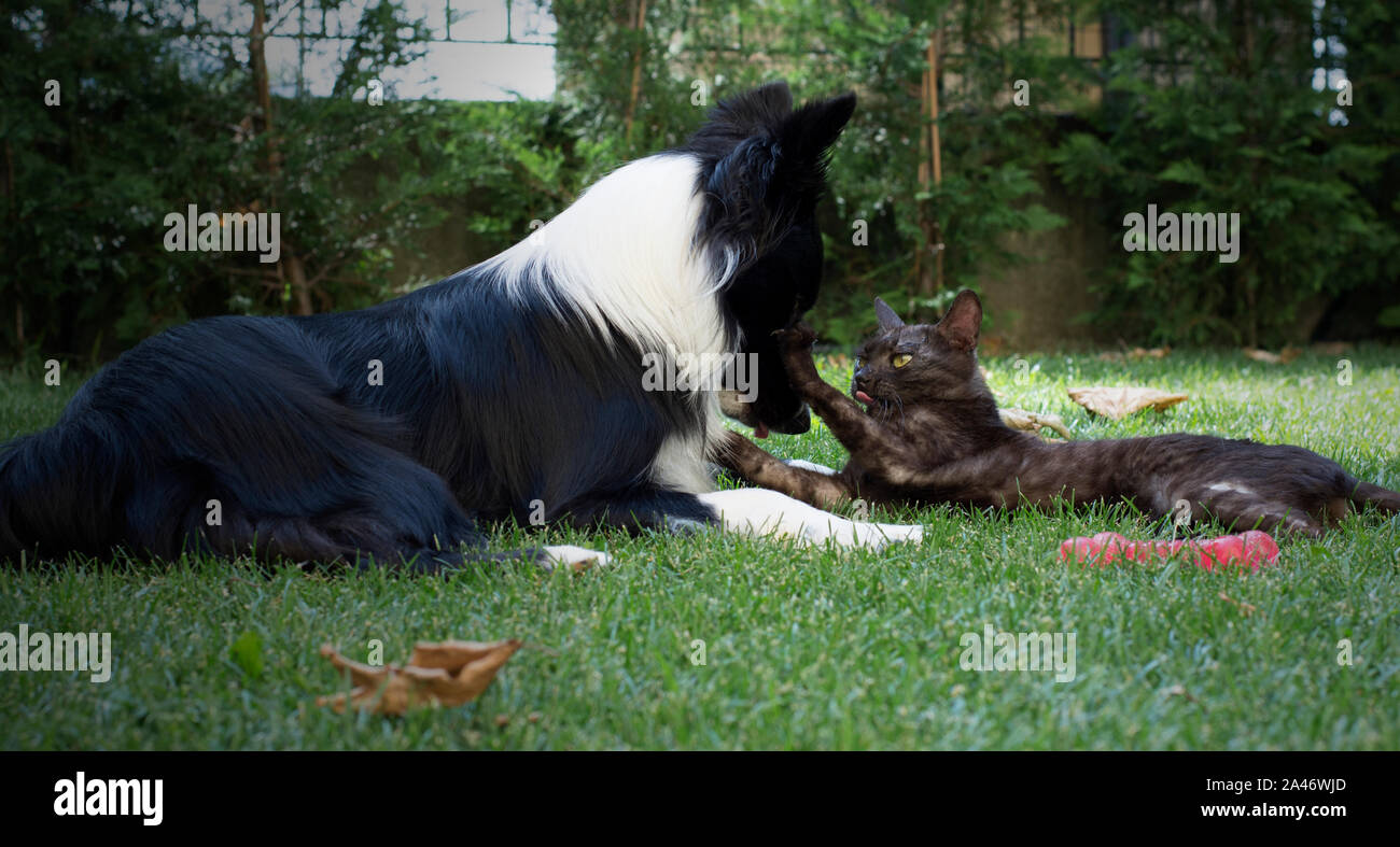 Border collie dog black cat hi-res stock photography and images - Alamy