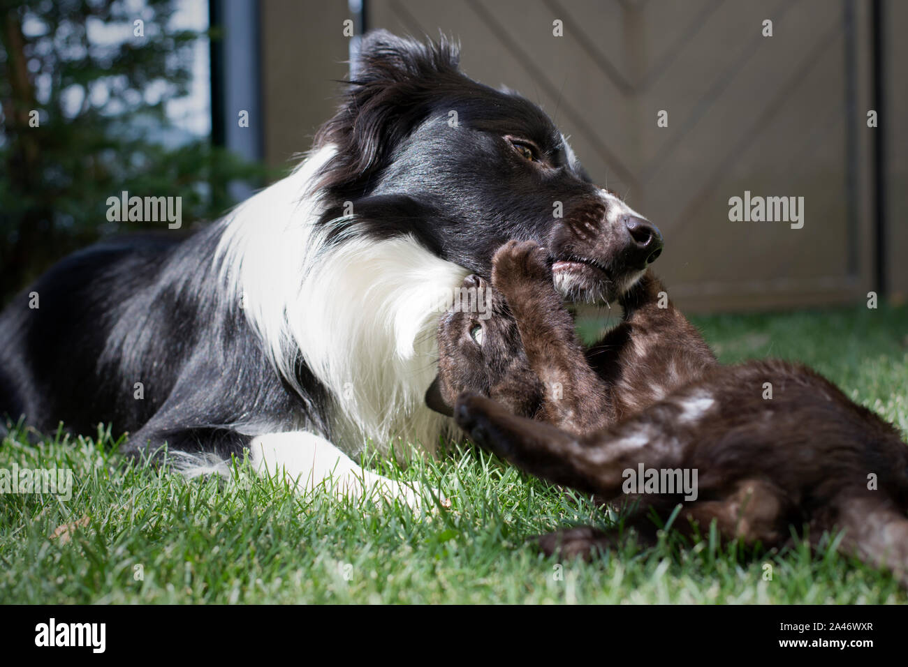 Are Border Collies Cat Friendly Petspets The Nest