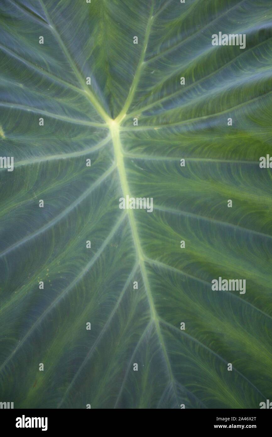 Ribbed ear hi-res stock photography and images - Alamy