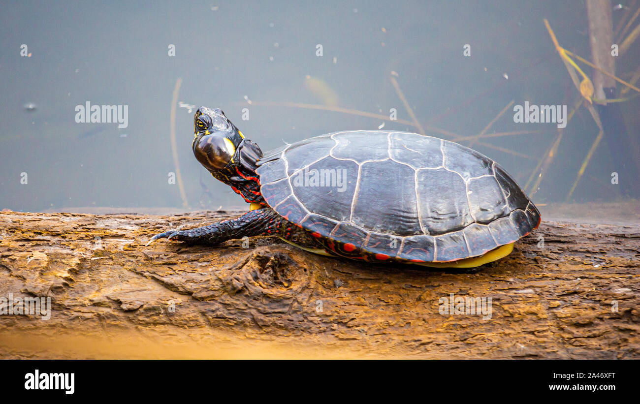 Aural abscess hi-res stock photography and images - Alamy