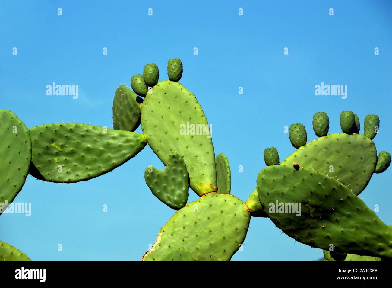 Nopal italia hi-res stock photography and images - Alamy
