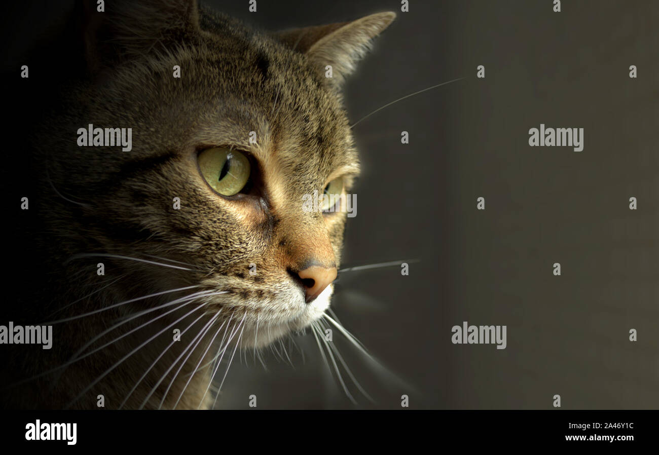 Adorable cat profile looking out of the camera Stock Photo - Alamy