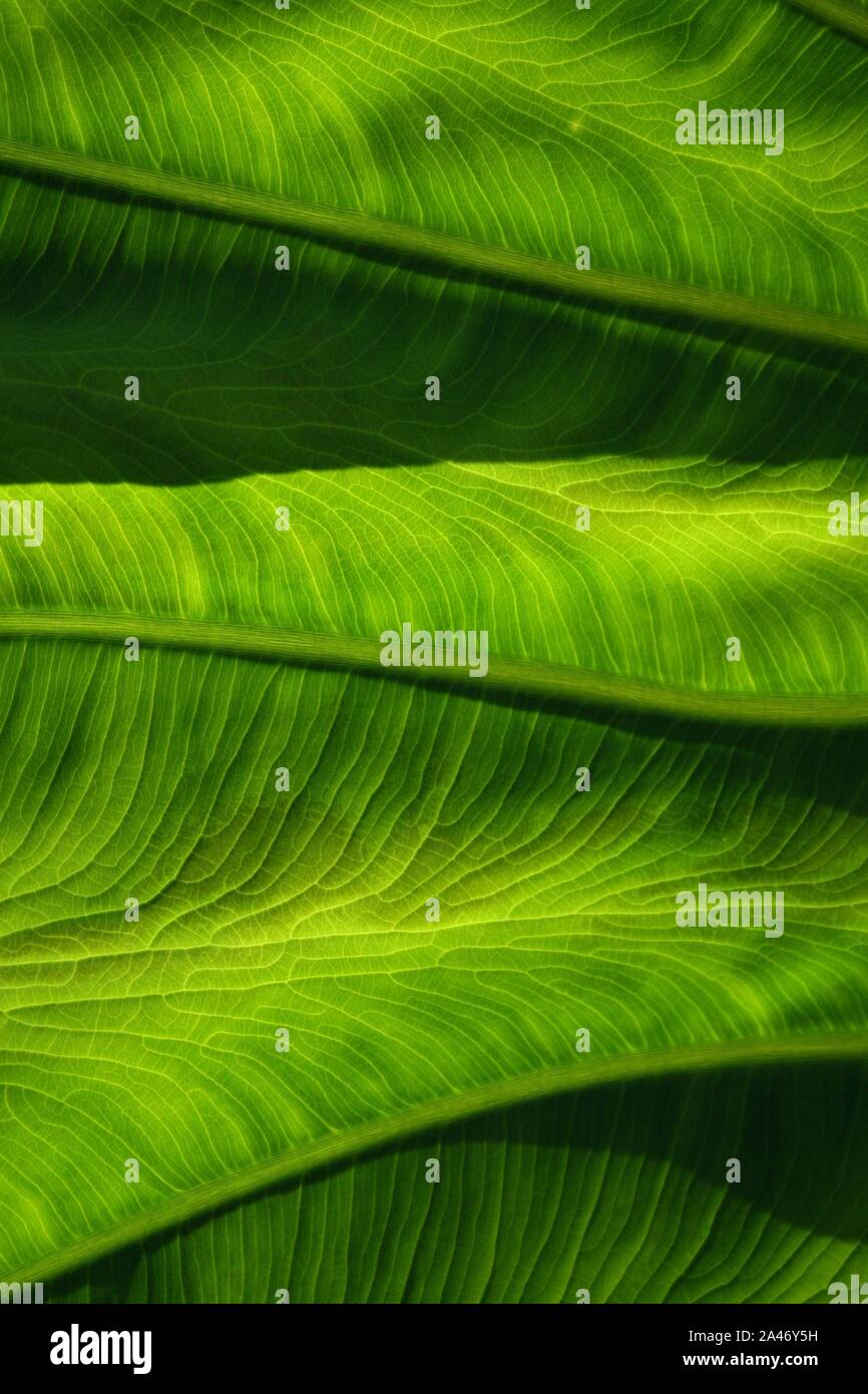 Textures of plants Stock Photo - Alamy