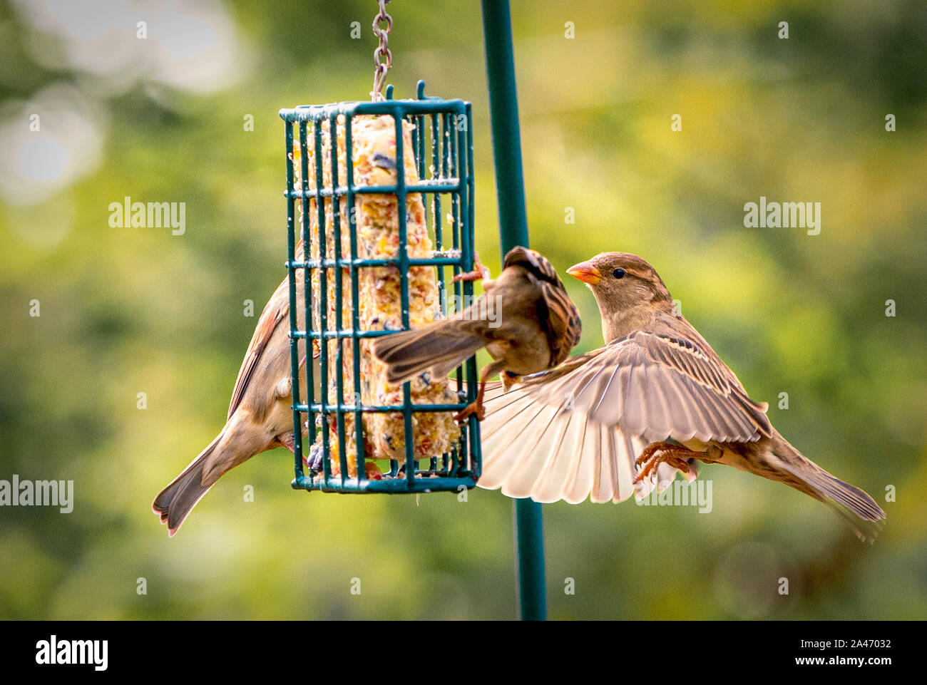 Sparrows flitting hi-res stock photography and images - Alamy