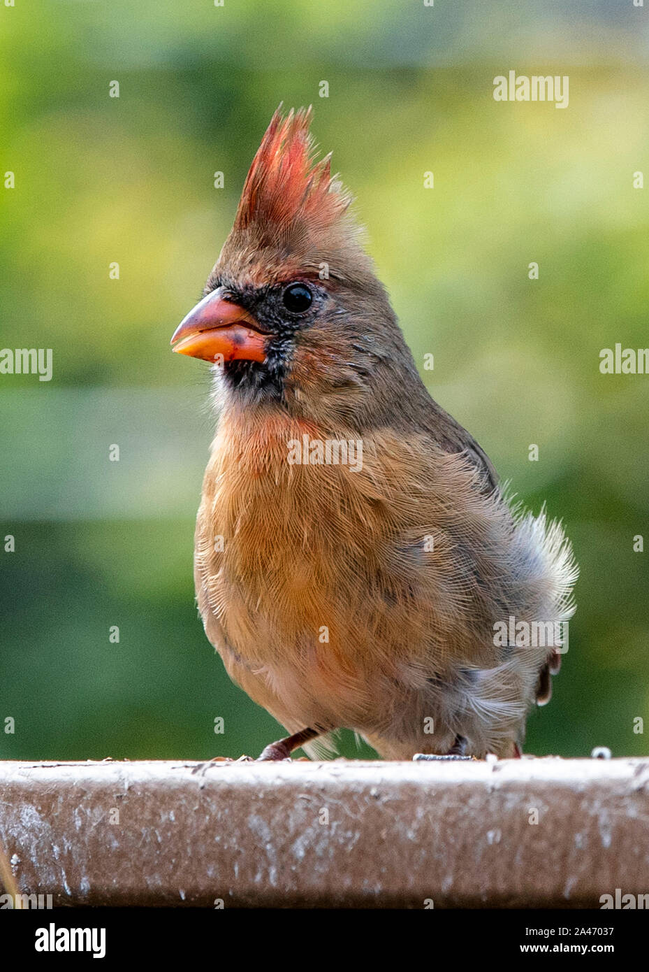 Plumed crest hi-res stock photography and images - Alamy