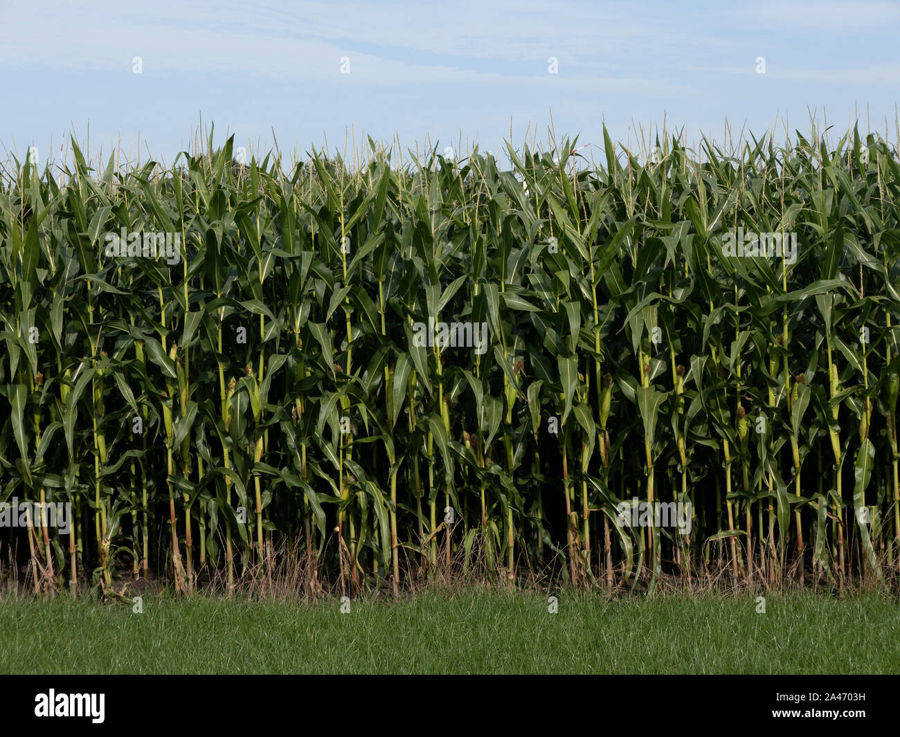 Maisfeld hi-res stock photography and images - Alamy