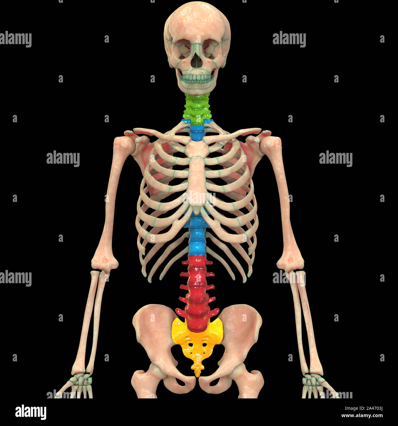 Vertebral Column of Human Skeleton System Anatomy Stock Photo - Alamy