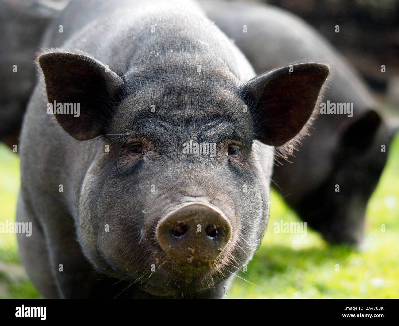 Portrait of a large black pig or boar Stock Photo - Alamy