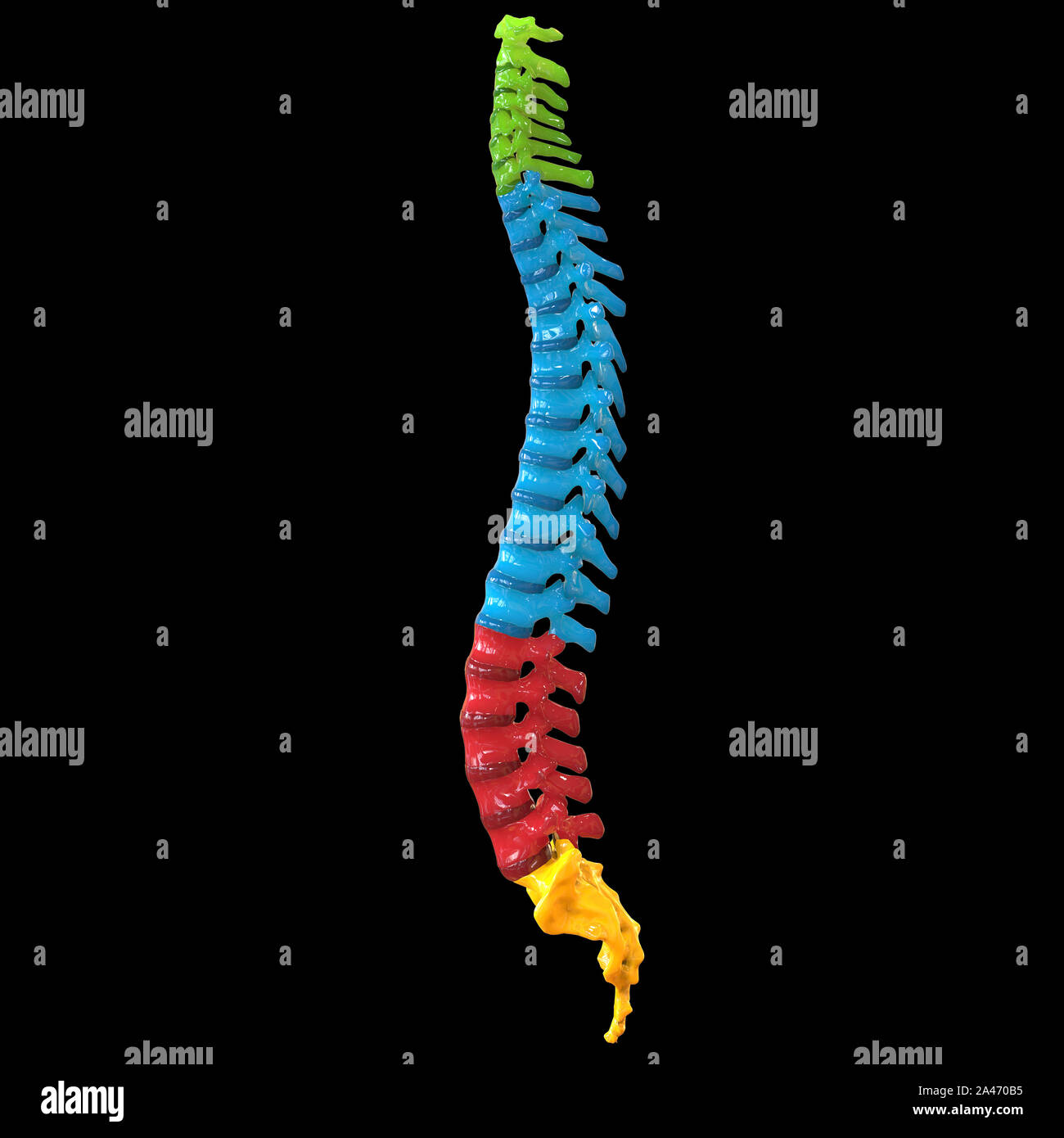 Vertebral Column of Human Skeleton System Anatomy Stock Photo - Alamy