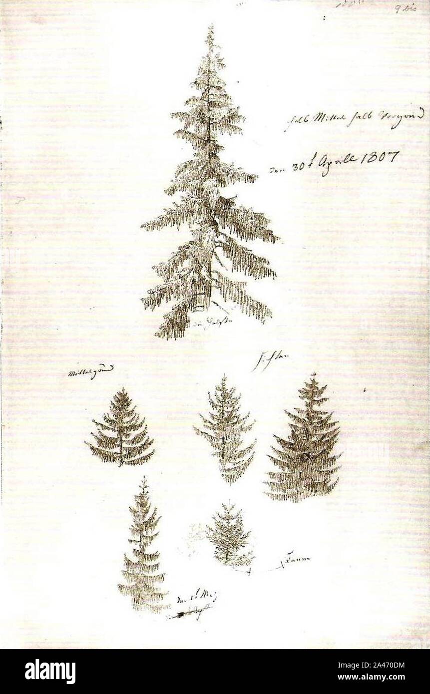 Fichten und tannen hi-res stock photography and images - Alamy