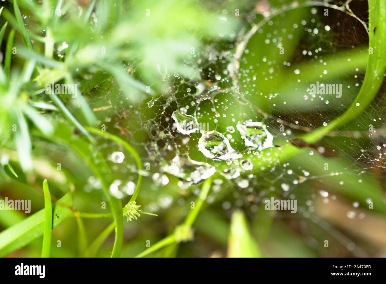 Water Droplets On A Circular Web Stock Photo - Alamy