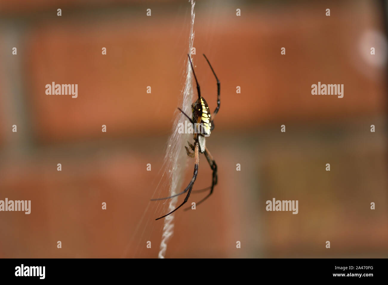 Garden spider side view hi-res stock photography and images - Alamy