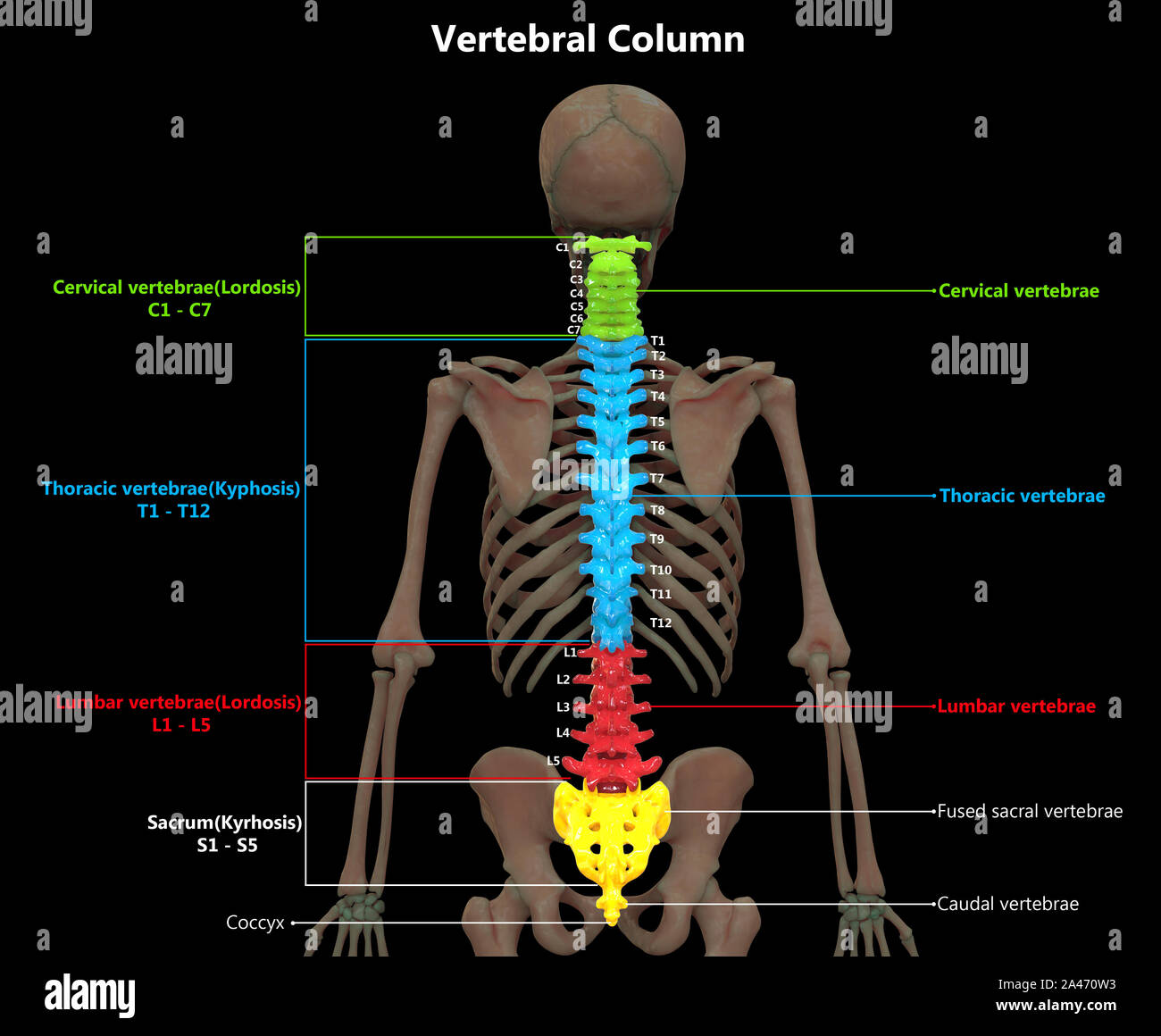 Skeletal System Vertebral Column