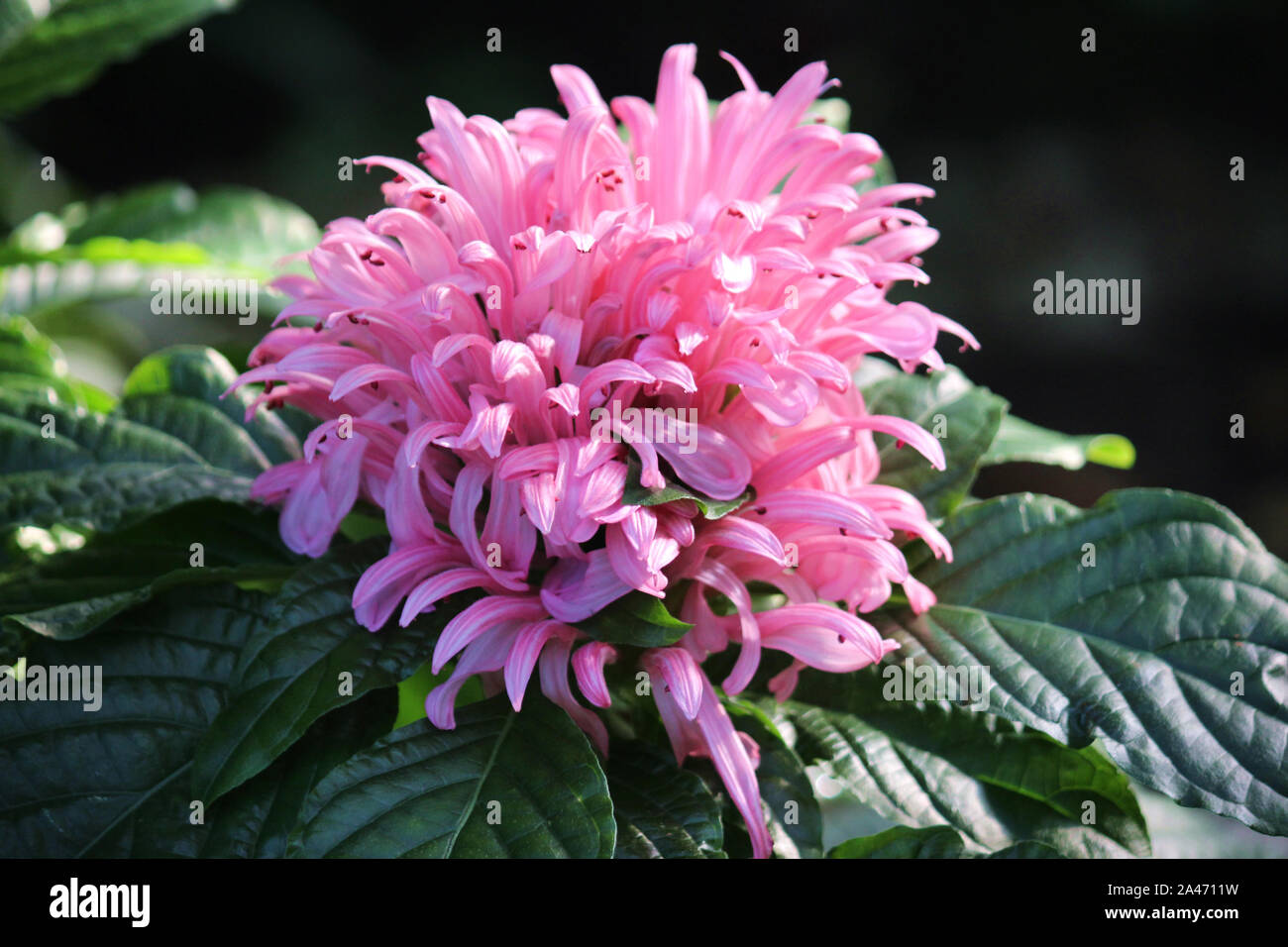 Brazilian plume flower hi-res stock photography and images - Alamy