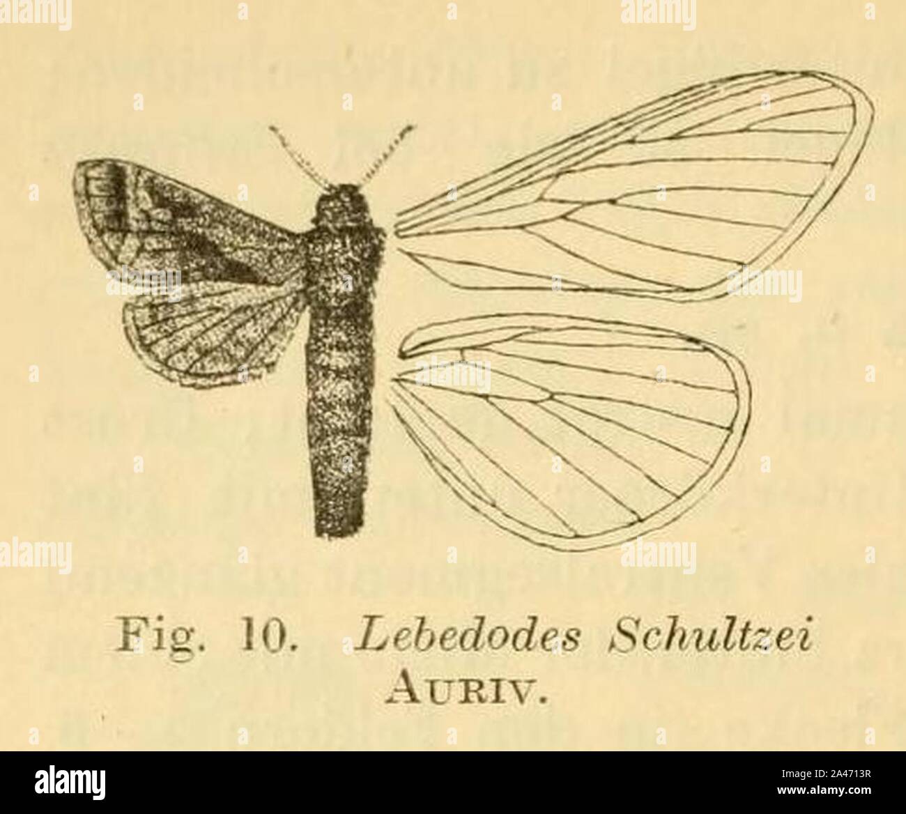 Fig.10-Paralebedella schultzei (Aurivilius 1905 Stock Photo - Alamy
