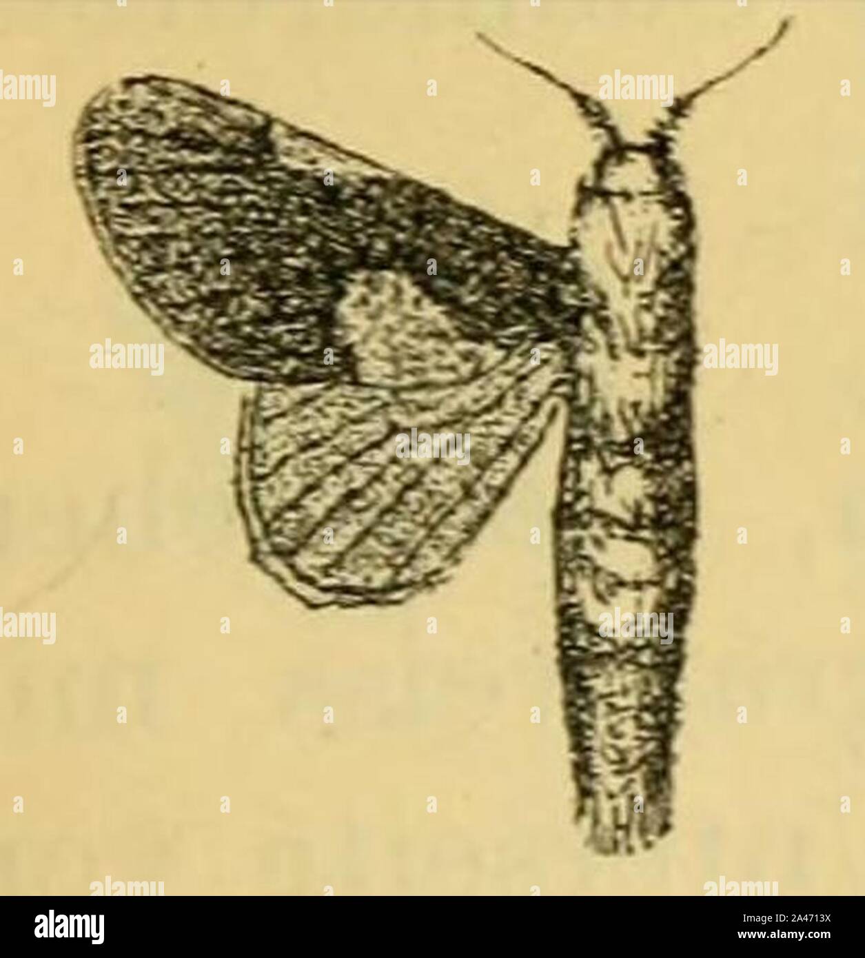 Delorhachis schultzei hi-res stock photography and images - Alamy