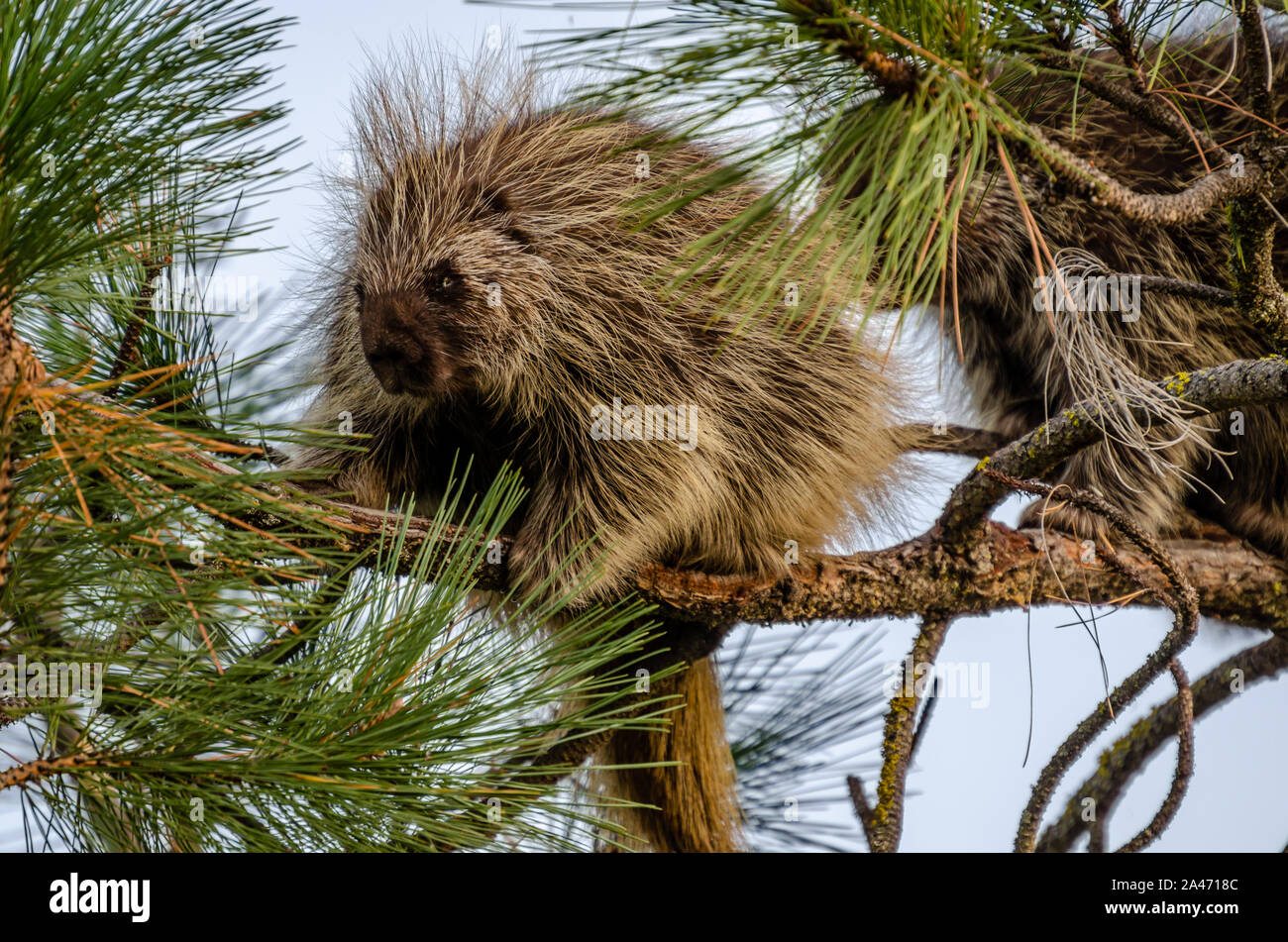 Porcupines quills hi-res stock photography and images - Alamy