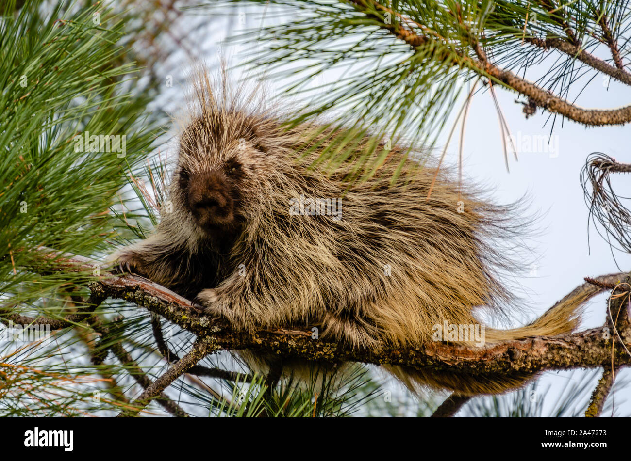 Porcupine in pine tree hi-res stock photography and images - Alamy