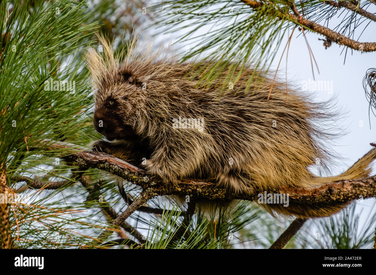 Porcupine In Tree Stock Photos & Porcupine In Tree Stock Images - Alamy