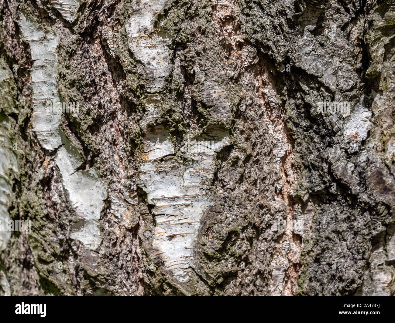 Birch Tree bark texture background Stock Photo - Alamy