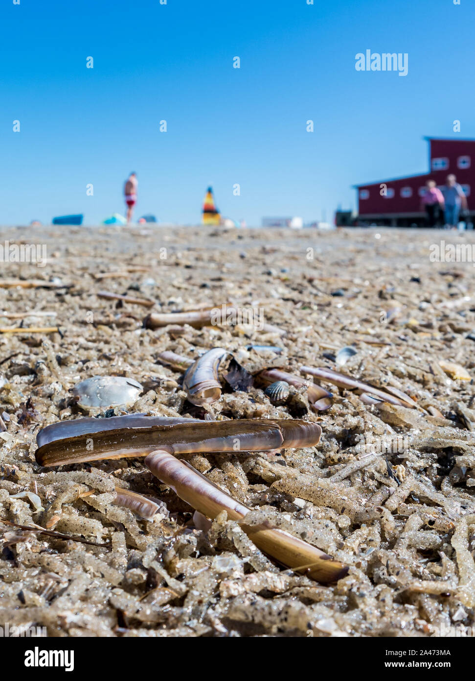 North Sea mussels on the beach Stock Photo - Alamy