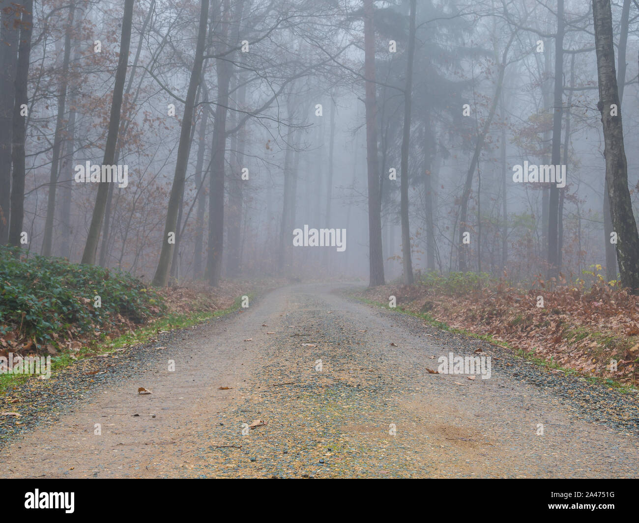 Forest path in the fog hi-res stock photography and images - Alamy